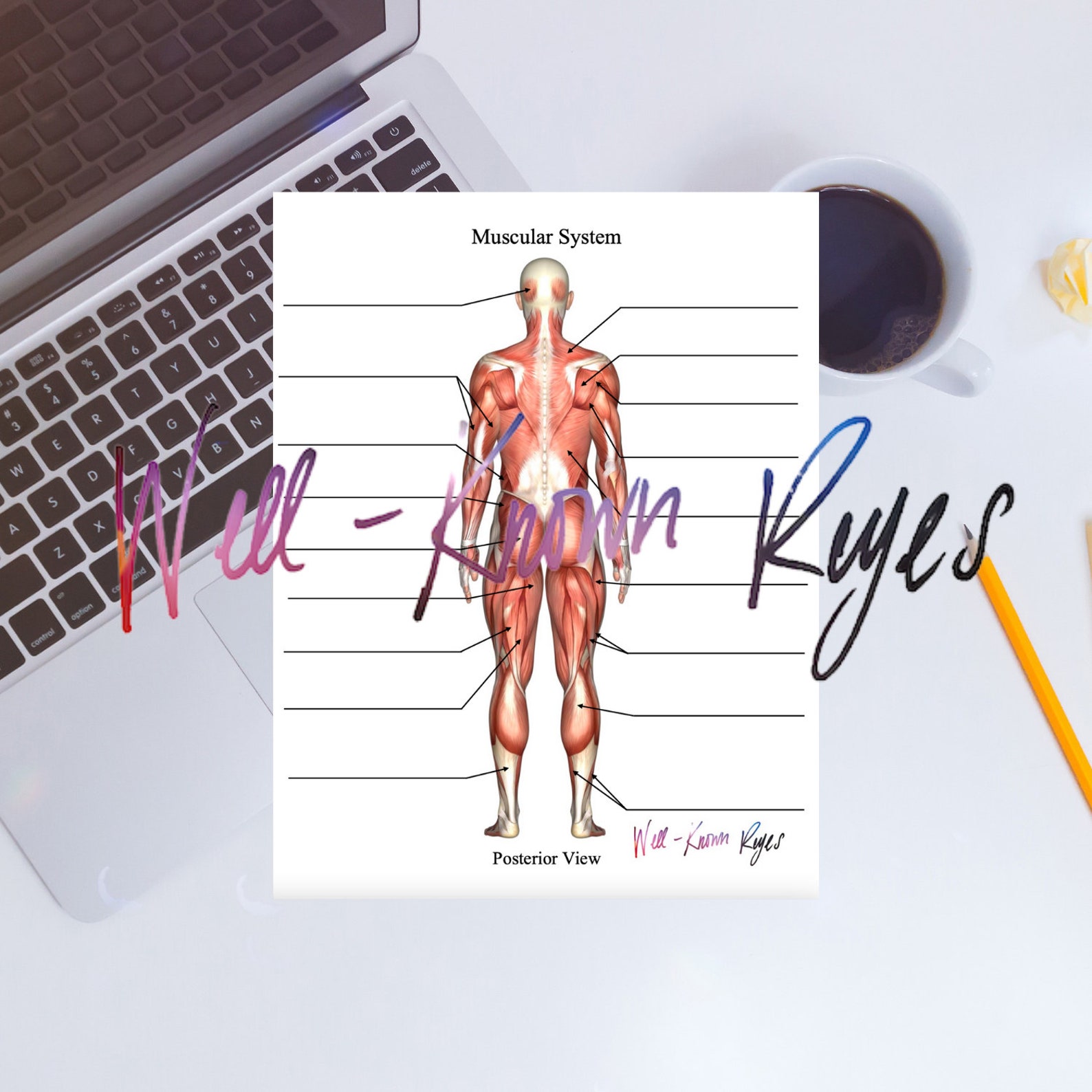 Muscular System Major Muscles Anatomy & Physiology Study - Etsy