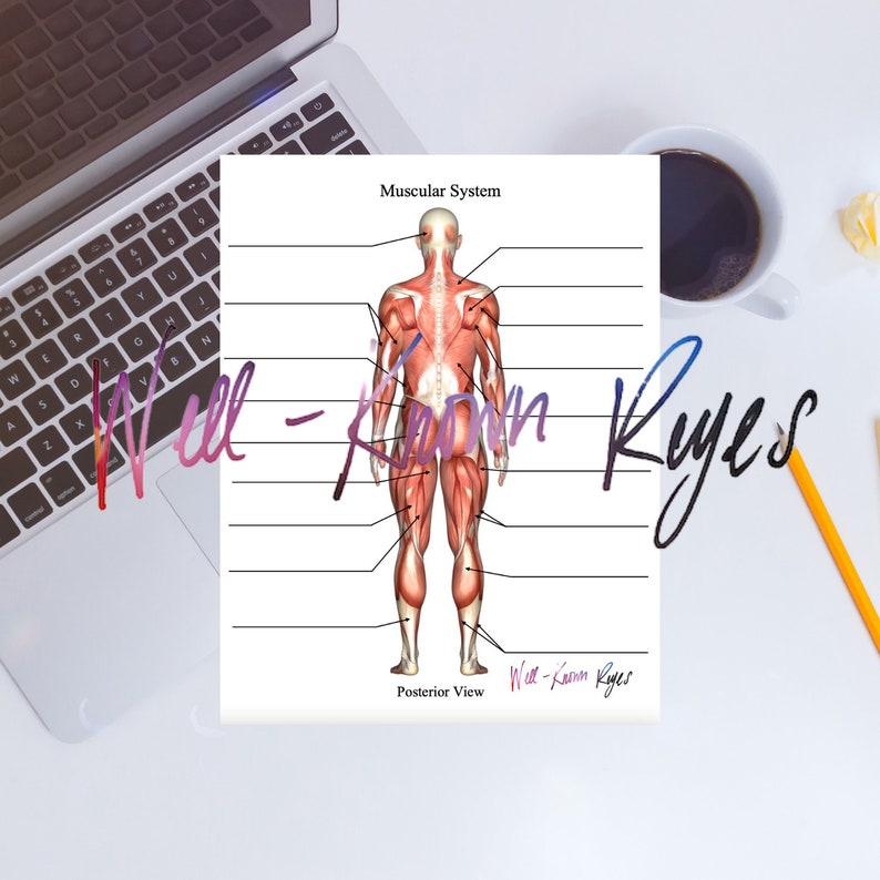 Muscular System Major Muscles Anatomy & Physiology Study - Etsy