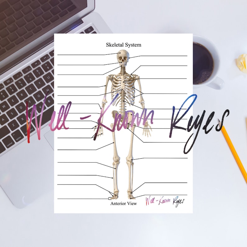 Skeletal System, Major Bones, Anatomy & Physiology, Study Worksheets ...