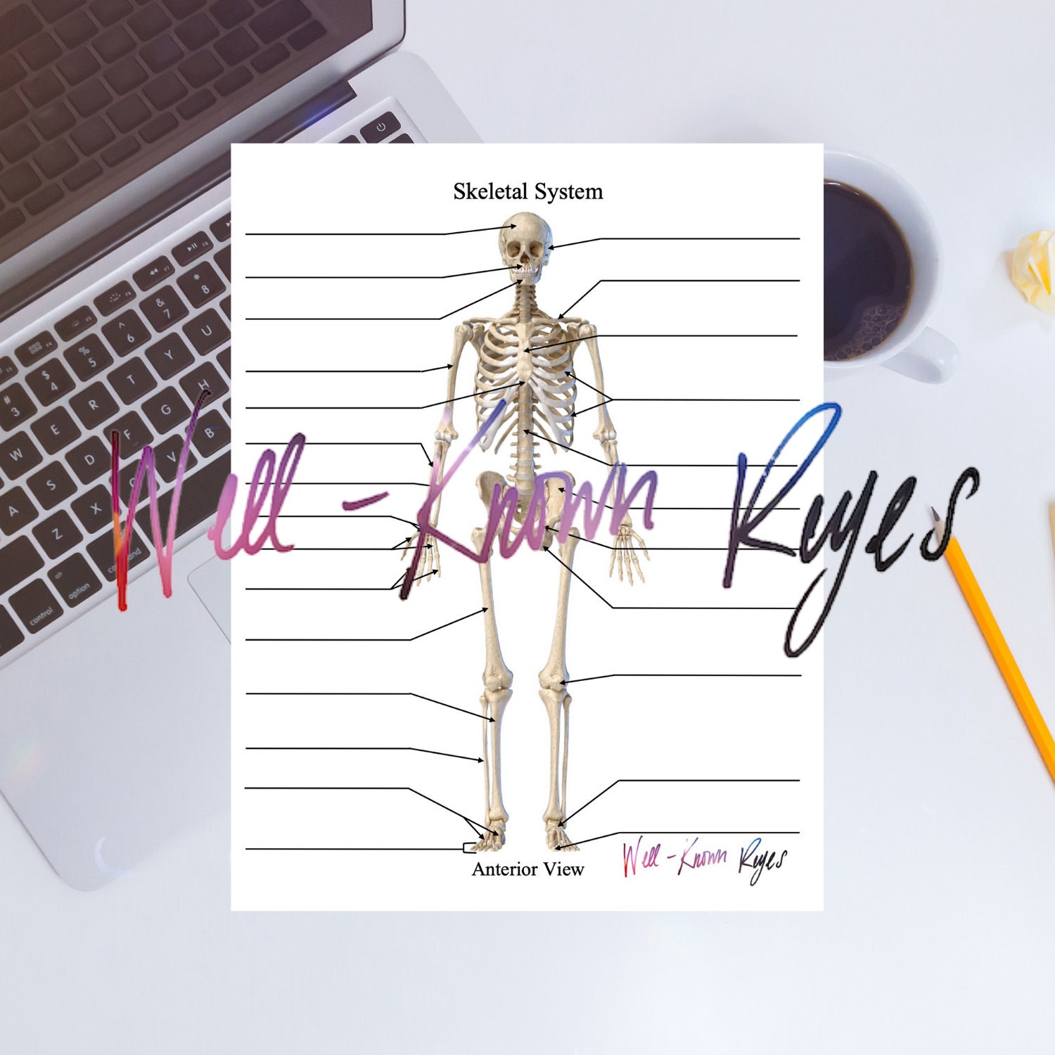 Skeletal System, Major Bones, Anatomy & Physiology, Study Worksheets ...