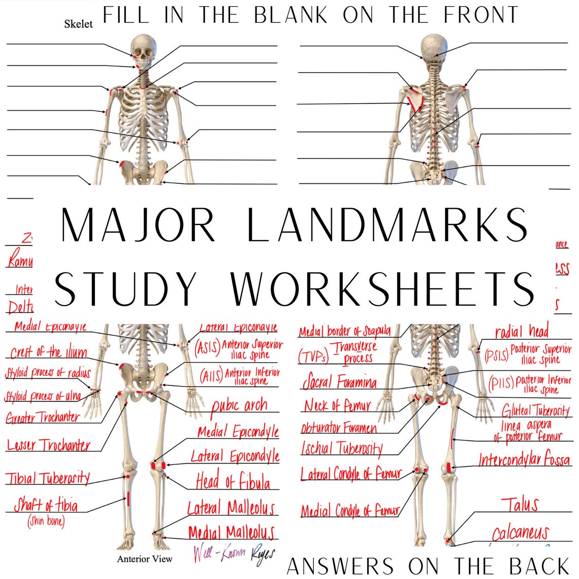 Skeletal System, Major Landmarks, Bony Landmarks, Anatomy & Physiology ...