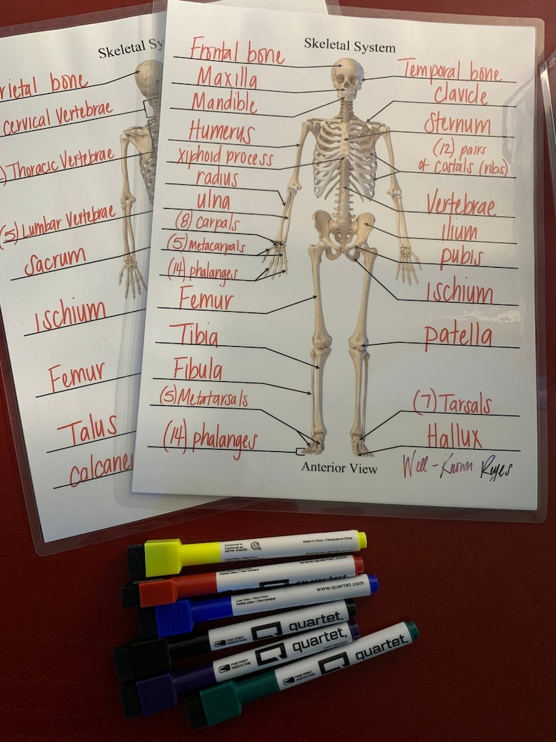 Skeletal System: Major Bones, Dry Erase Worksheets, Practice Worksheets ...