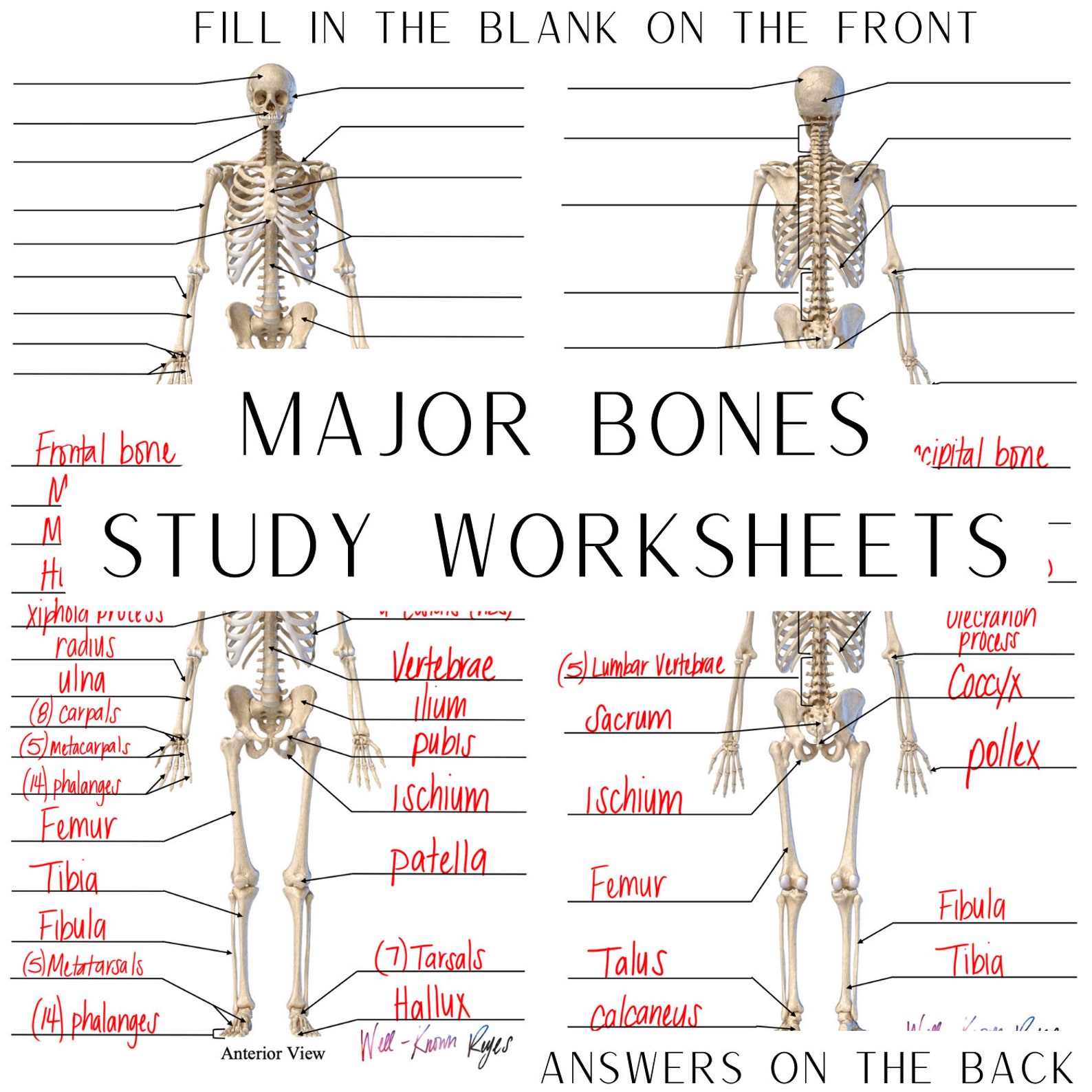 Skeletal System, Major Bones, Anatomy & Physiology, Study Worksheets ...