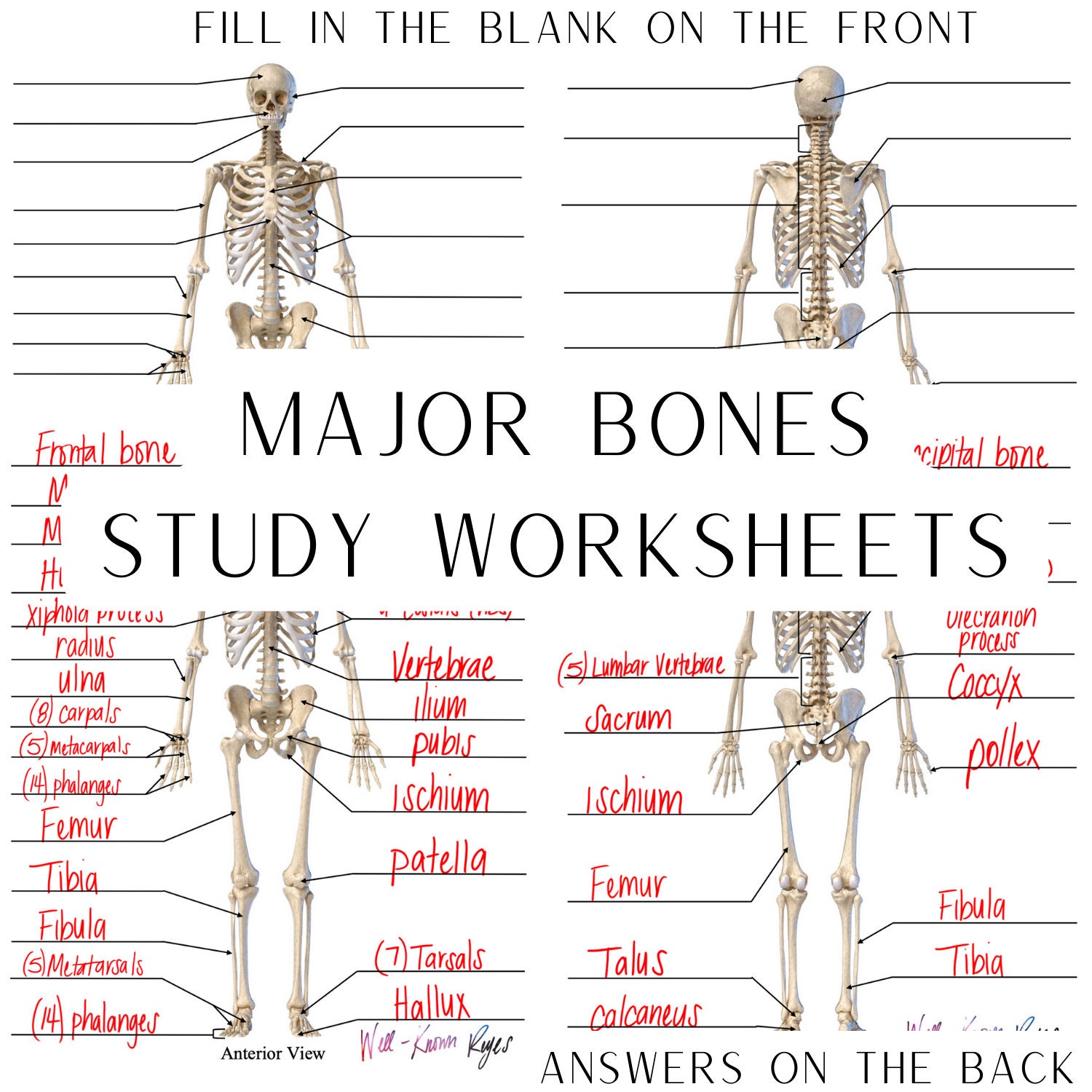 Skeletal System Major Bones Anatomy Physiology Study 