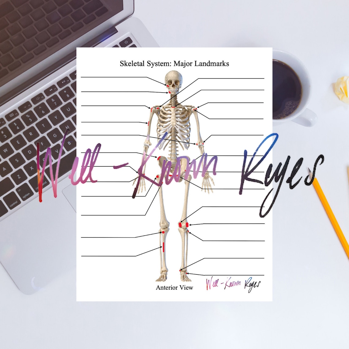 Skeletal System, Major Landmarks, Bony Landmarks, Anatomy & Physiology ...