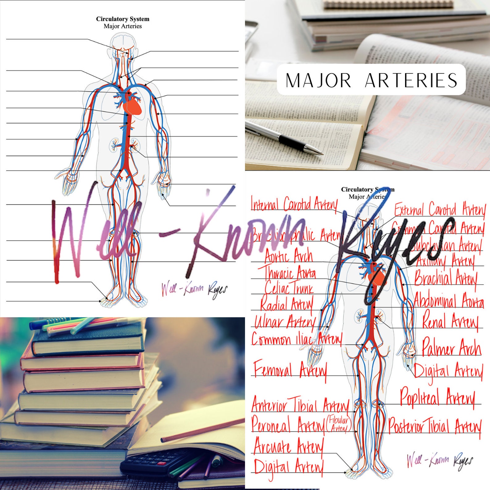 Circulatory System Major Arteries & Major Veins | Digital Worksheets ...