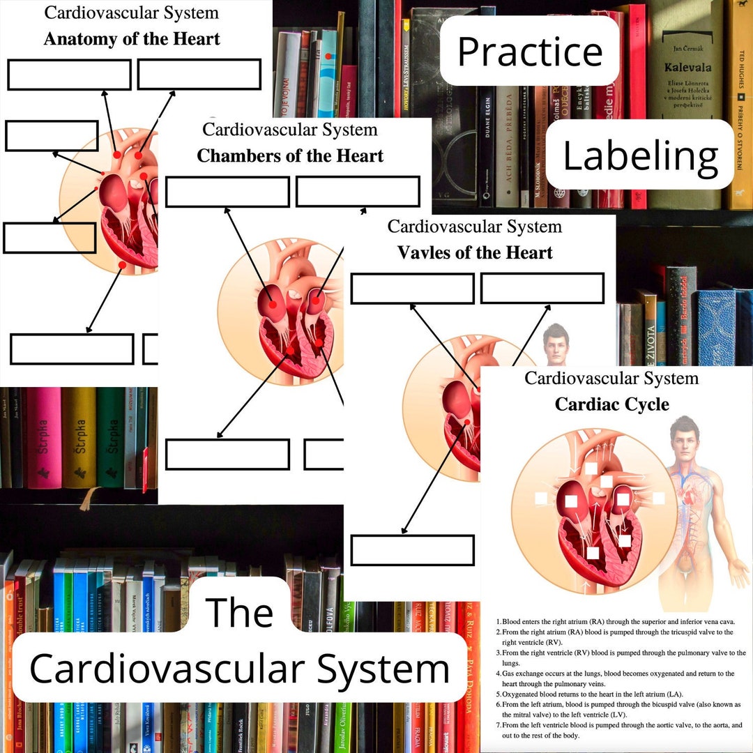 Cardiovascular System Worksheets, Learn, Practice and Memorize the ...