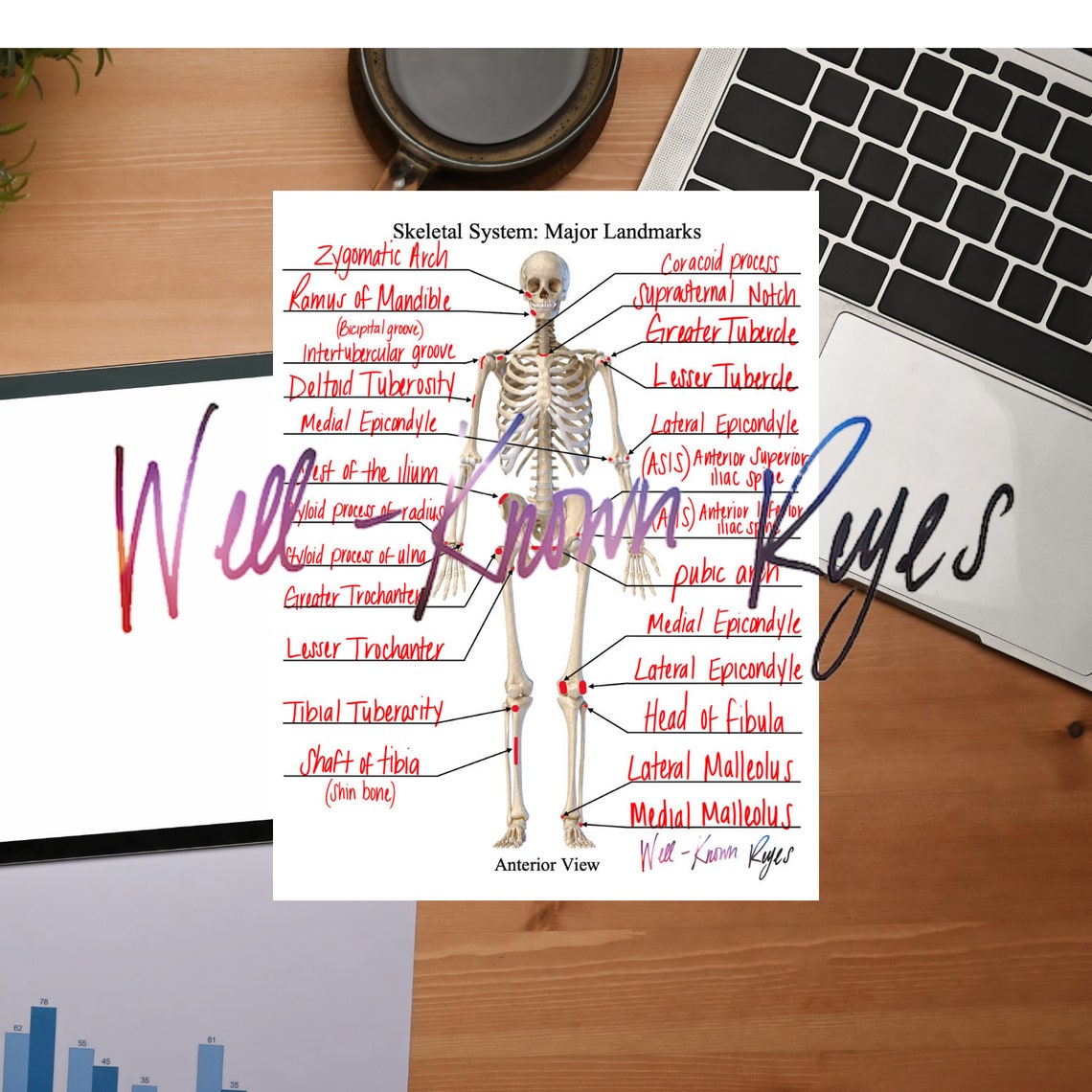 Skeletal System Major Landmarks Bony Landmarks Anatomy & - Etsy