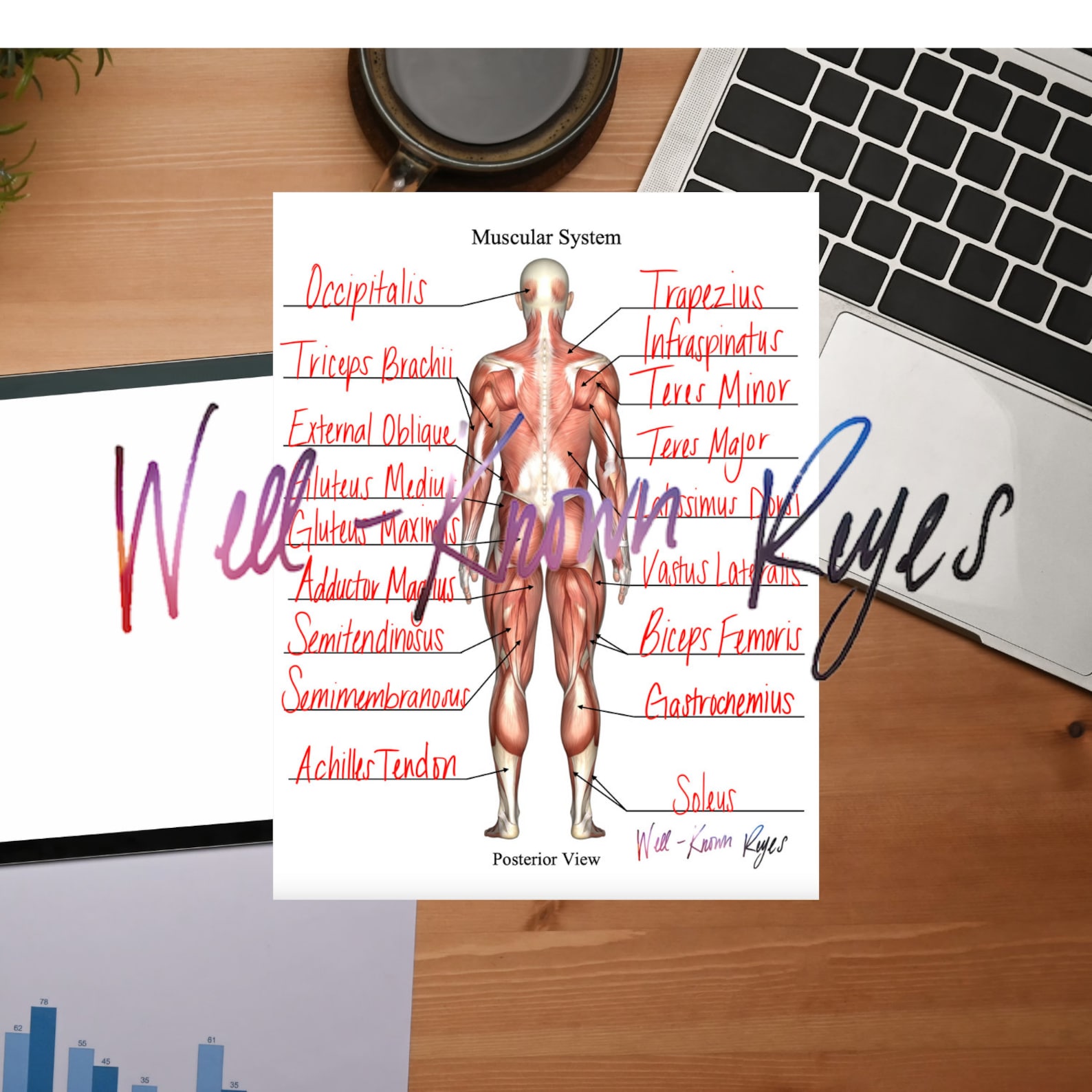 Muscular System, Major Muscles, Anatomy & Physiology, Study Worksheets ...