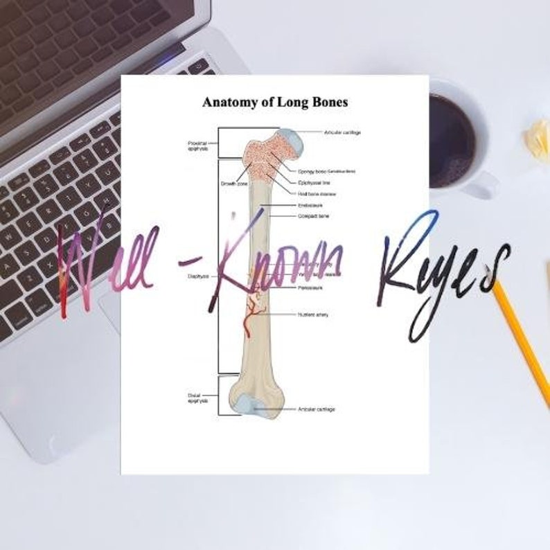 Anatomy of the Long Bones, Skeletal System Study Guide, Digital ...
