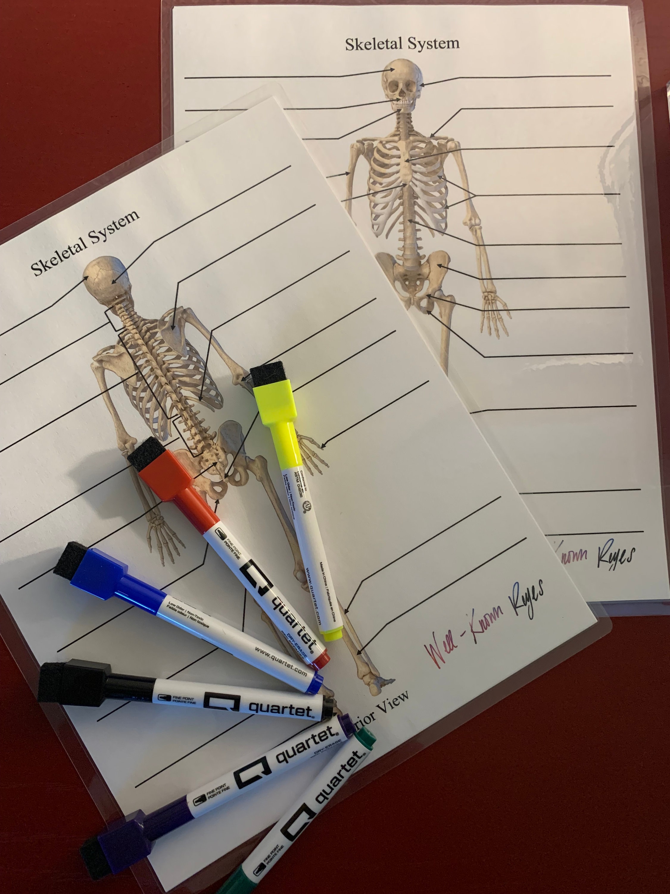 Skeletal System: Major Bones, Dry Erase Worksheets, Practice Worksheets ...