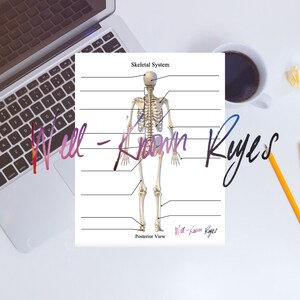 Skeletal System, Major Bones, Anatomy & Physiology, Study Worksheets ...