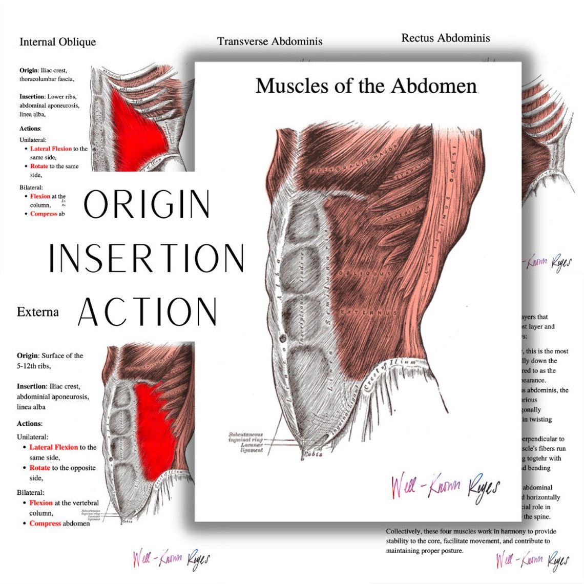 Muscles of the Abdomen Study Guide, Origin, Insertion, Action, Rectus ...