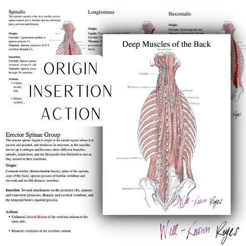 Deep Muscles of the Back Study Guide and Worksheet, Erector Spinae ...