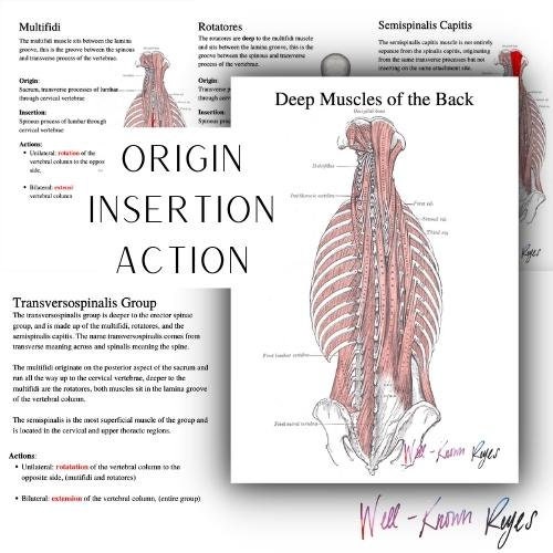 Deep Muscles of the Back Study Guide and Worksheet, Erector Spinae ...