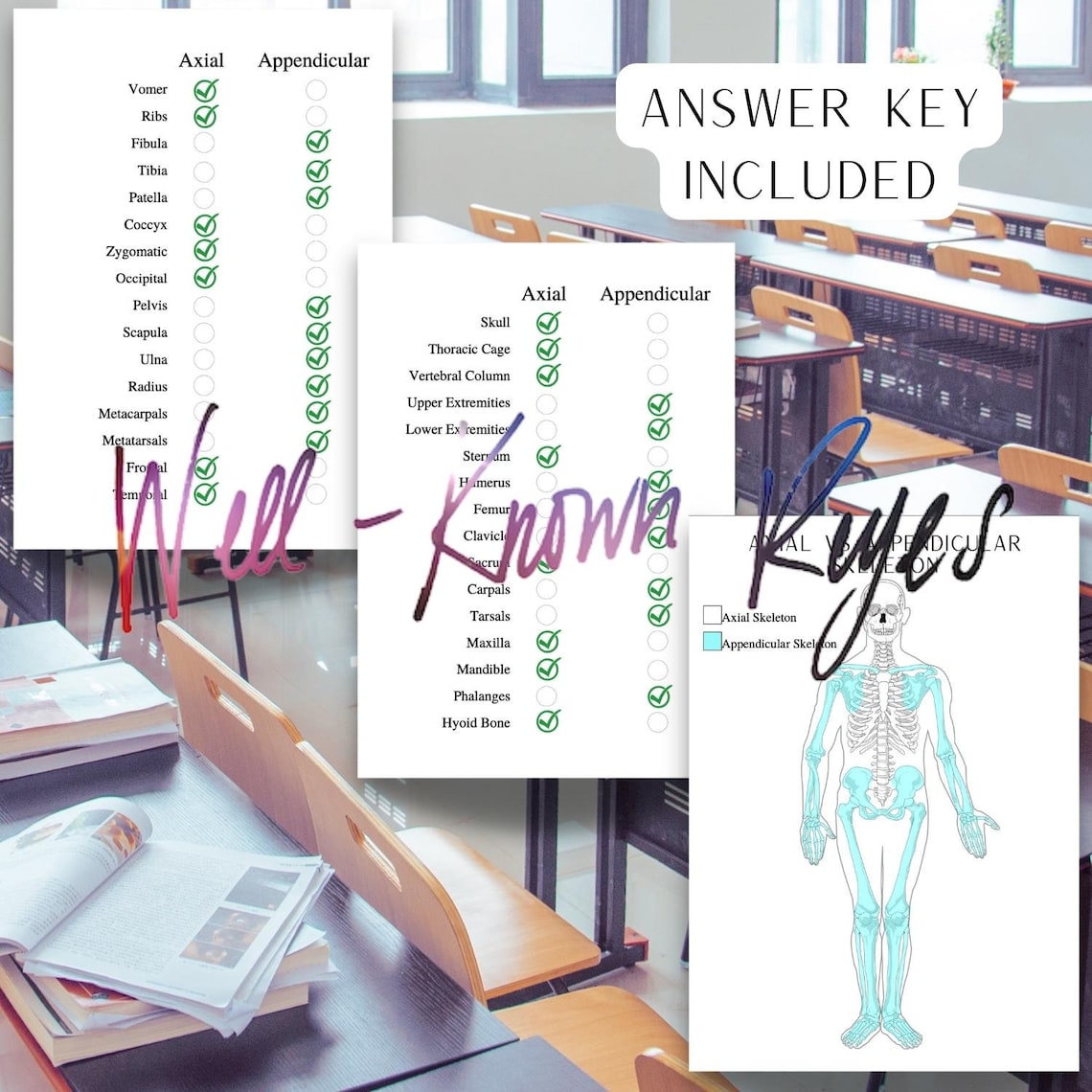 Axial Vs Appendicular Skeleton Worksheet, Anatomy & Physiology ...