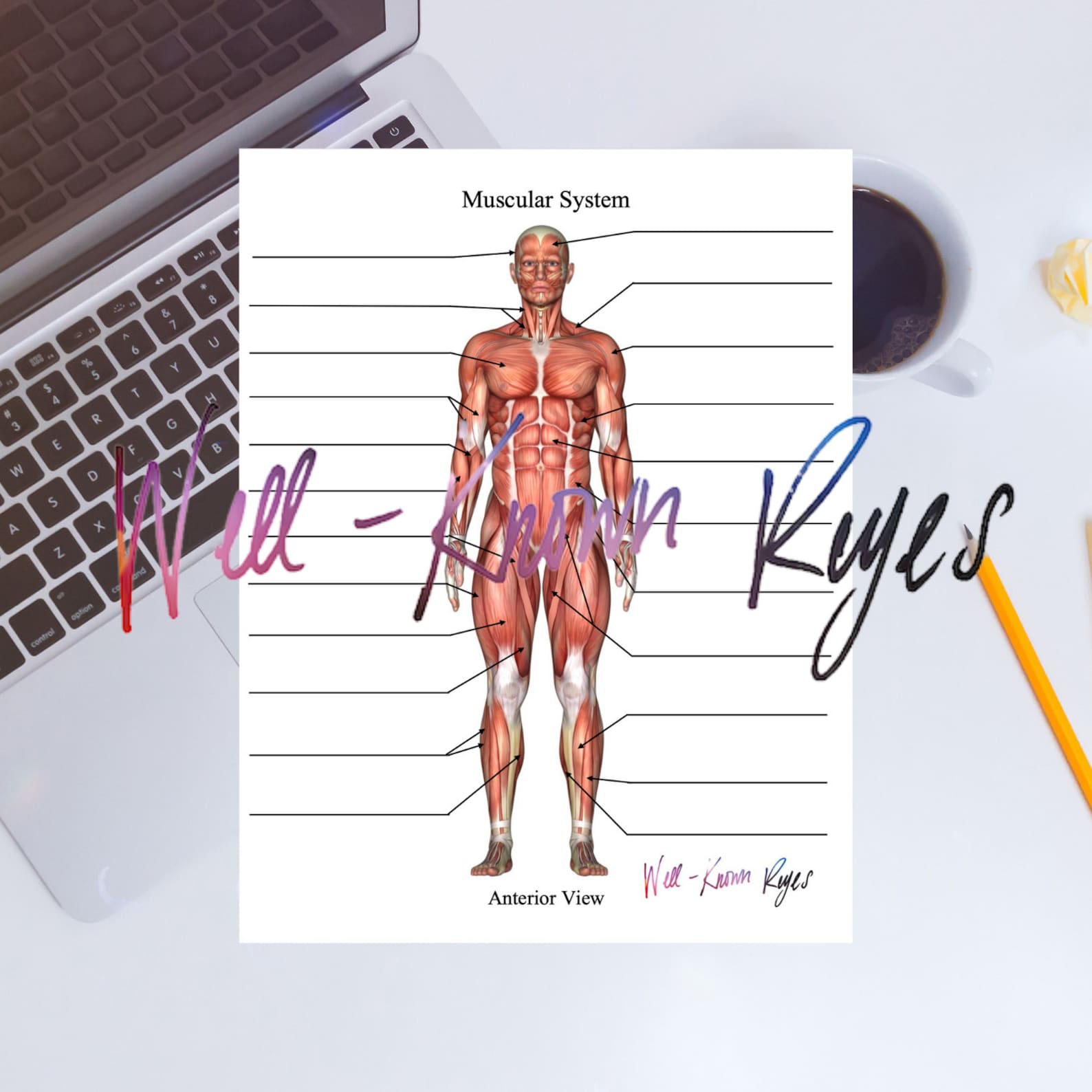 Muscular System, Major Muscles, Anatomy & Physiology, Study Worksheets ...