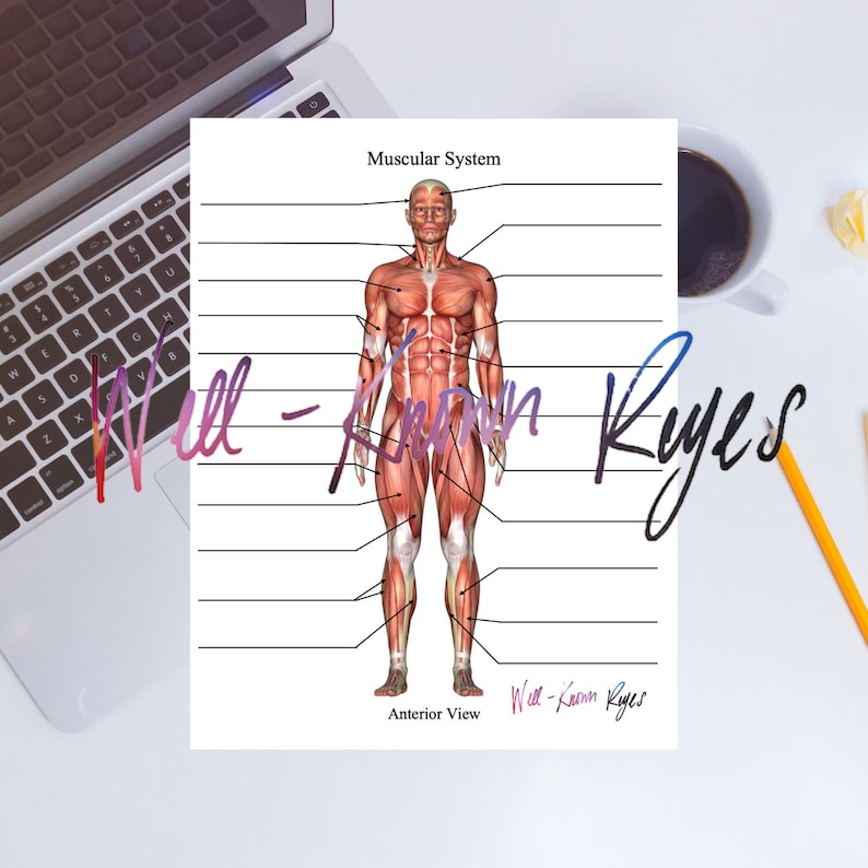 Muscular System, Major Muscles, Anatomy & Physiology, Study Worksheets ...
