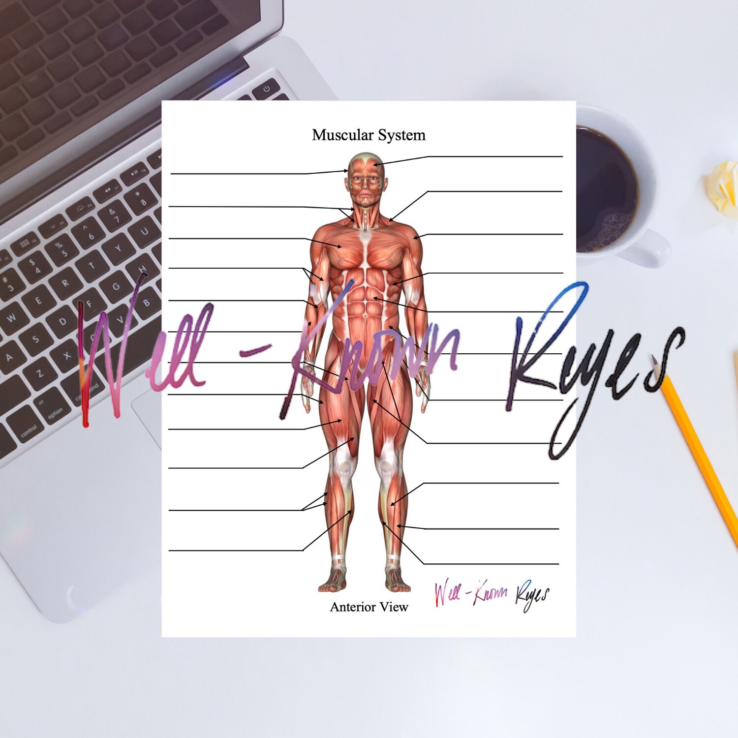 Muscular System, Major Muscles, Anatomy & Physiology, Study Worksheets ...