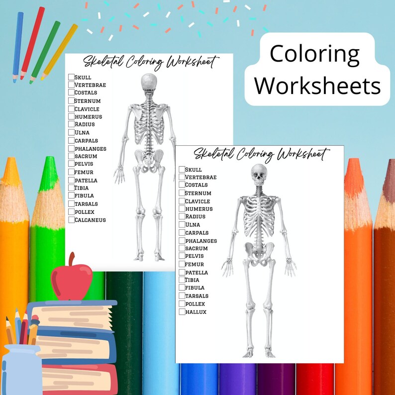 Skeletal System Coloring Worksheets, Major Bones, Color the Major Bones ...