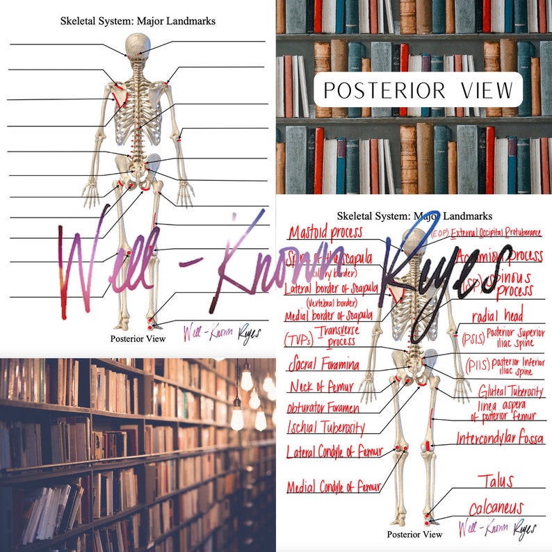 Skeletal System, Major Landmarks, Bony Landmarks, Anatomy & Physiology ...