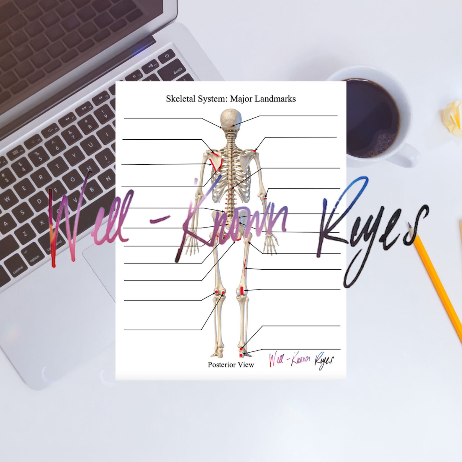 Skeletal System Major Landmarks Bony Landmarks Anatomy & - Etsy