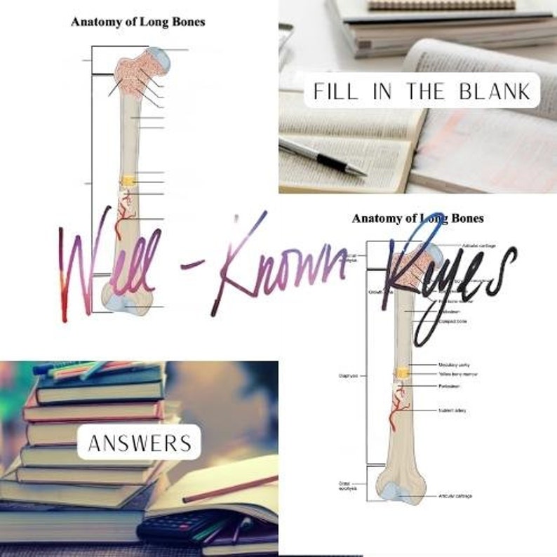 Anatomy of the Long Bones, Skeletal System Study Guide, Digital ...
