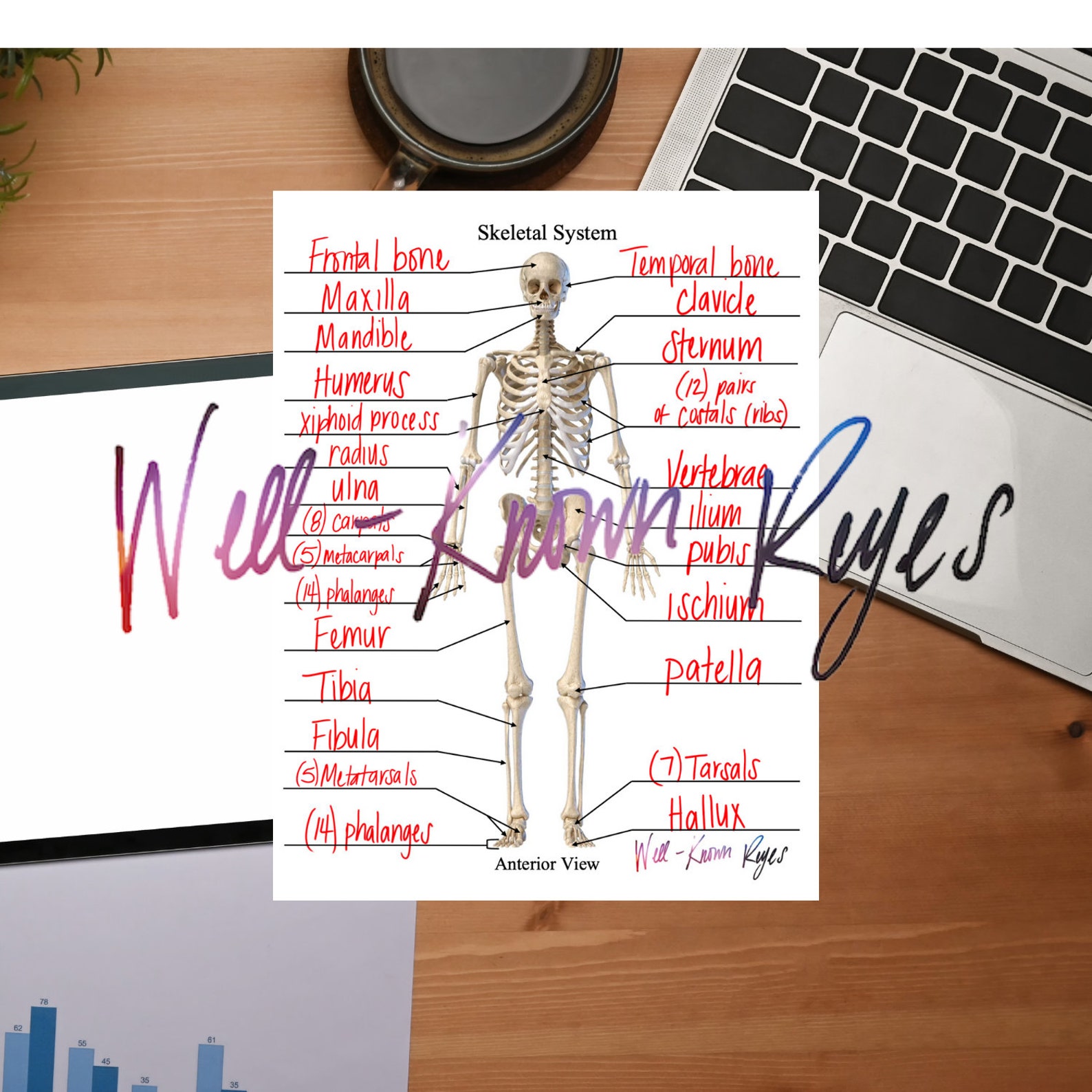 Skeletal System, Major Bones, Anatomy & Physiology, Study Worksheets ...