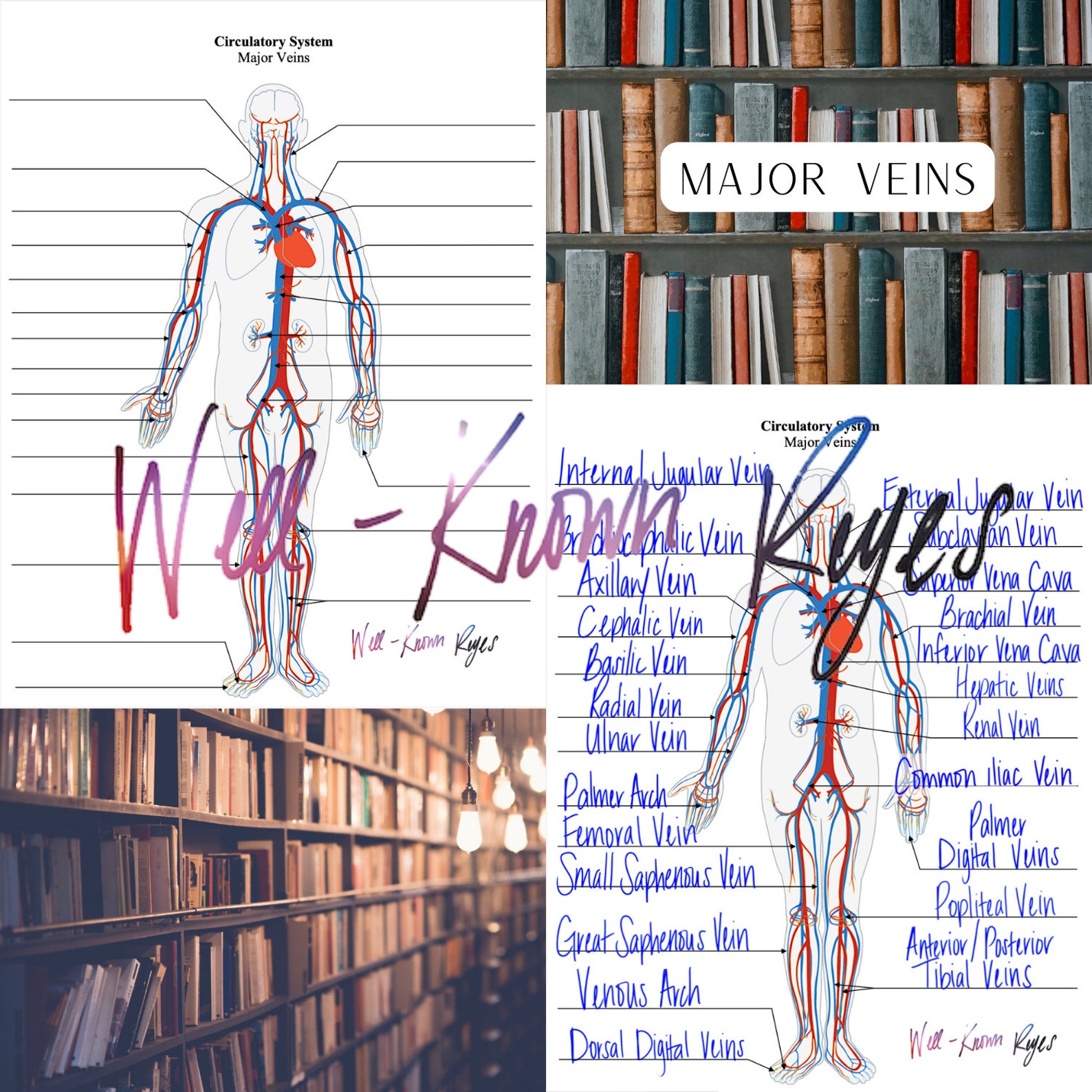 Circulatory System Major Arteries & Major Veins | Digital Worksheets ...