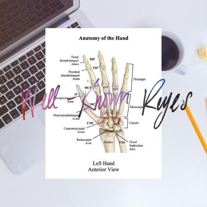 Anatomy of the Hand Worksheet, Study Guide, Bones, Joints, Anterior ...