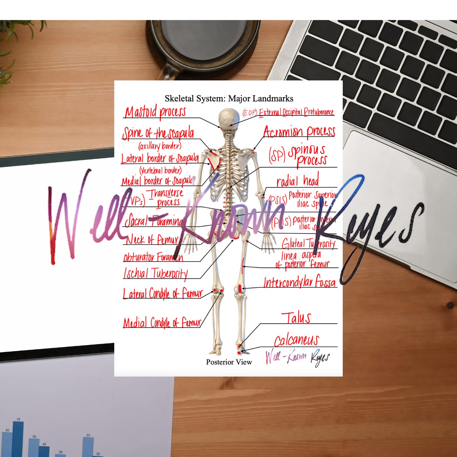 Skeletal System, Major Landmarks, Bony Landmarks, Anatomy & Physiology ...