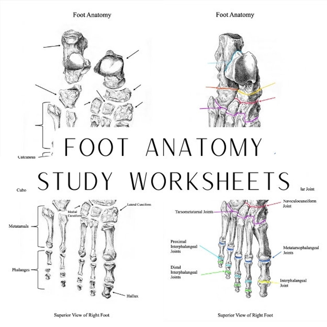 Anatomy of the Foot, Worksheet and Study Guide, Foot Bones, Foot Joints ...