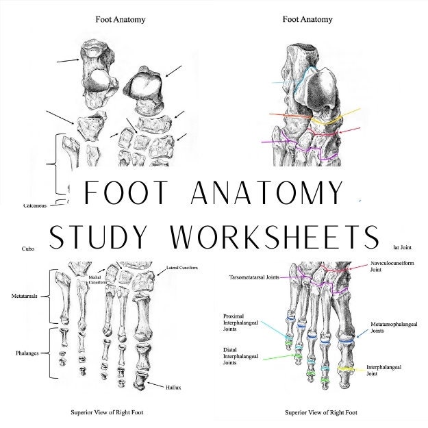 Anatomy of the Foot, Worksheet and Study Guide, Foot Bones, Foot Joints ...