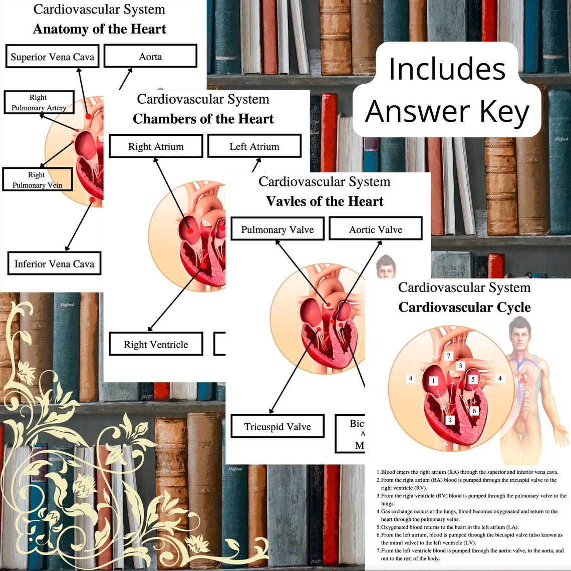 Cardiovascular System Worksheets, Learn, Practice and Memorize the ...