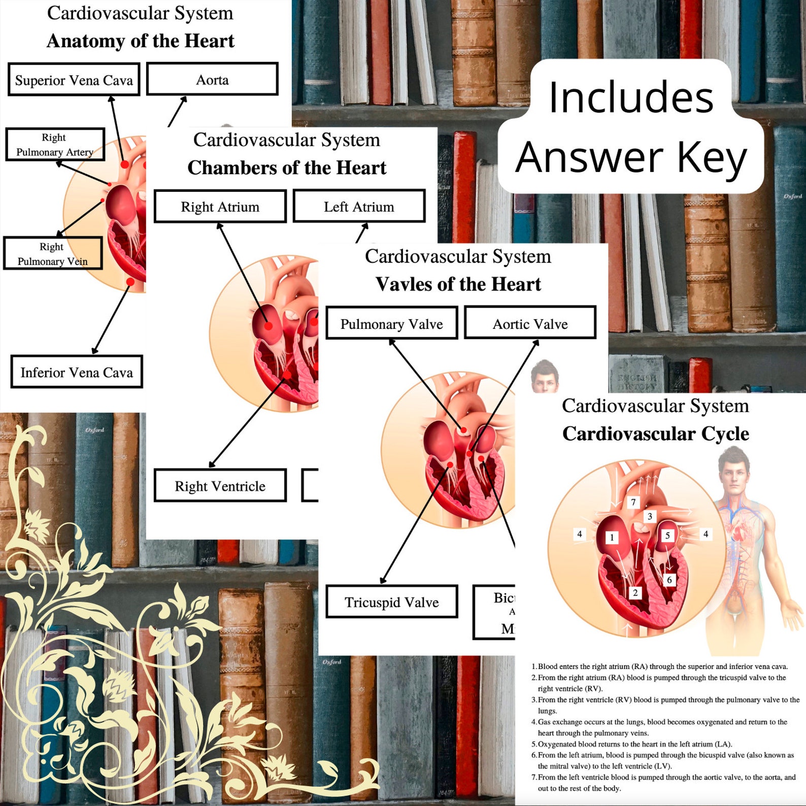 Cardiovascular System Worksheets, Learn, Practice and Memorize the ...