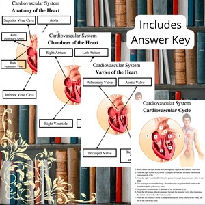 Cardiovascular System Worksheets, Learn, Practice and Memorize the ...