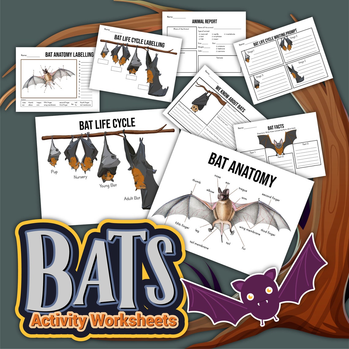 Bat Printable, Bat Unit Study, Bat Nature Study, Nature Study, Science ...
