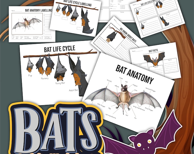 BAT Unit Study, Life Cycle, Anatomy, Nature Study, Science, Homeschool ...