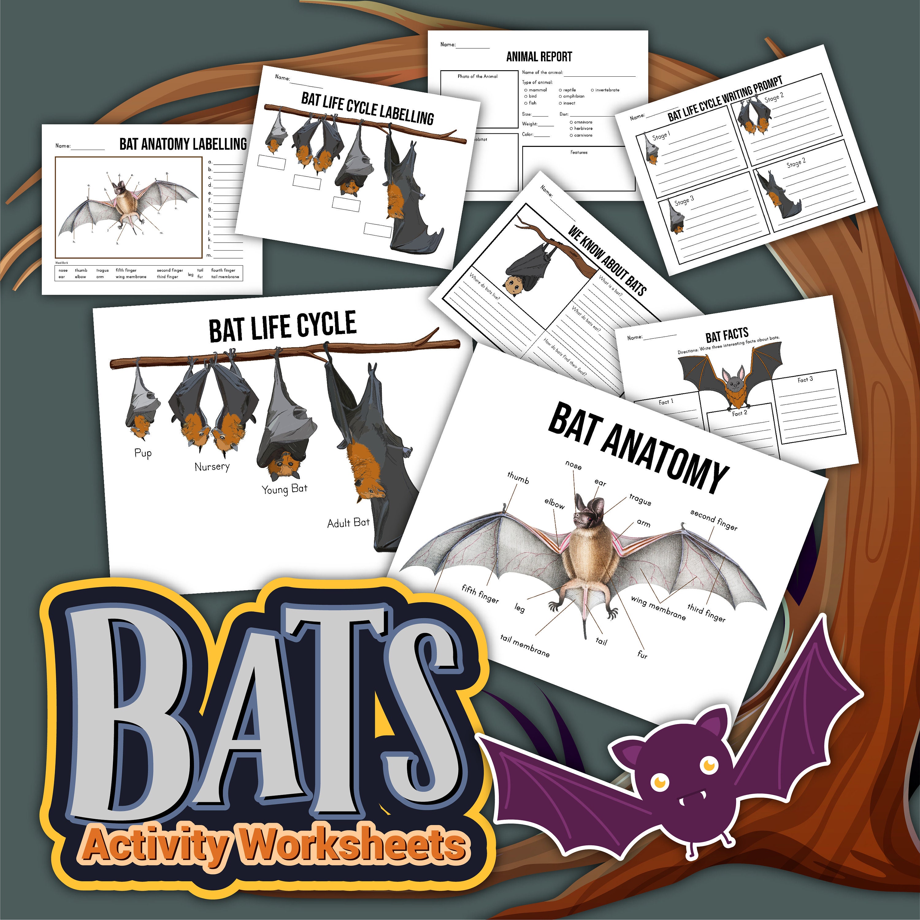 Bat Printable, Bat Unit Study, Bat Nature Study, Nature Study, Science ...