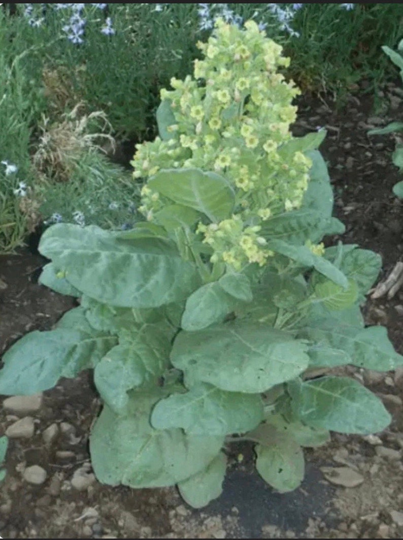 Tobacco Rustica Seeds Heirloom USA NJ Grower See My Store for Largest ...