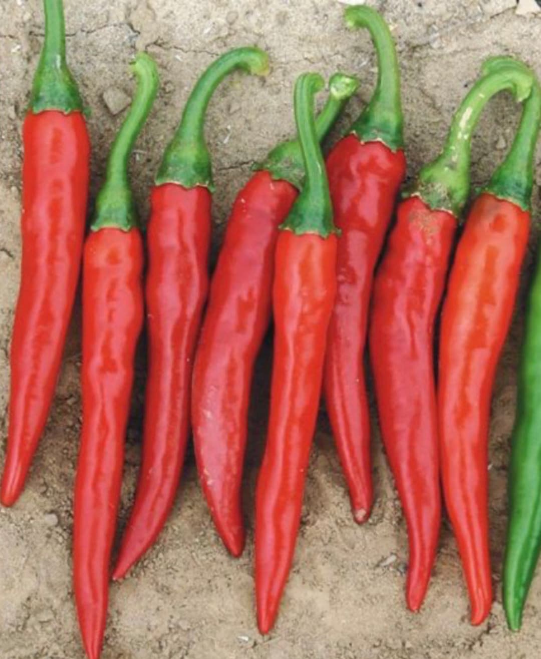 Cayanne Ring of Fire Pepper Seeds USA NJ Grower Heirloom Organic NJ ...