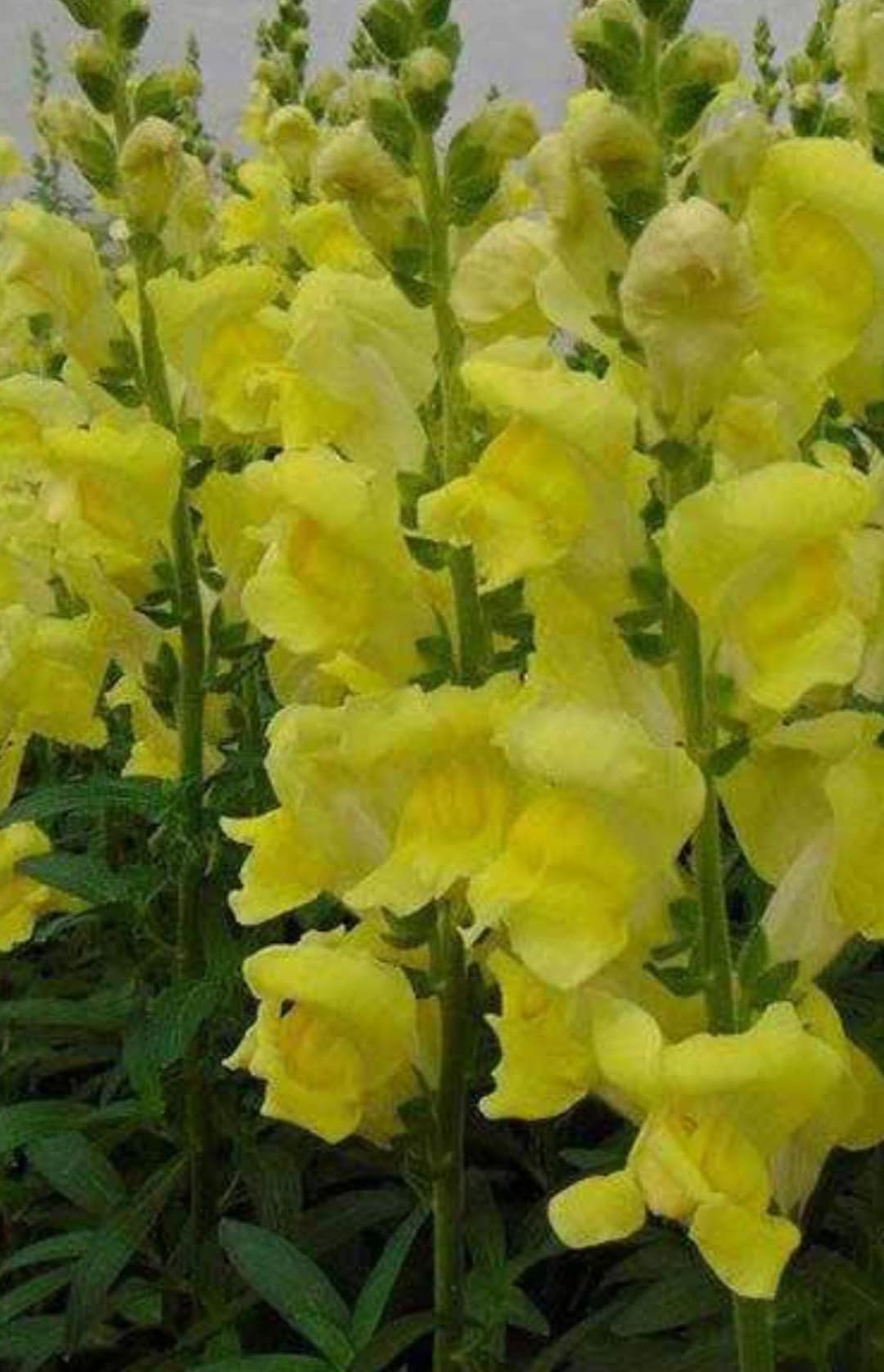 Snapdragon Rocket Golden Antirrhinum Seeds Heirloom USA NJ Grower See ...