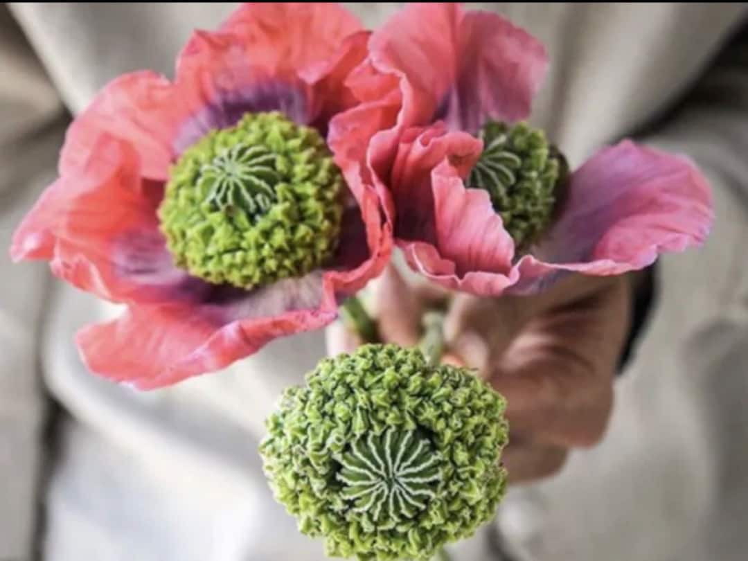 Poppy Hens and Chickens Poppy Flower Seeds Heirloom Organic USA NJ ...