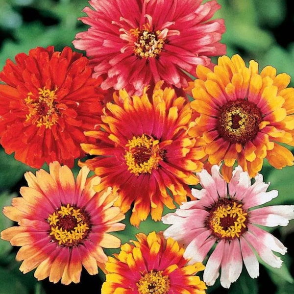 Rare Zinnia Seeds - Etsy