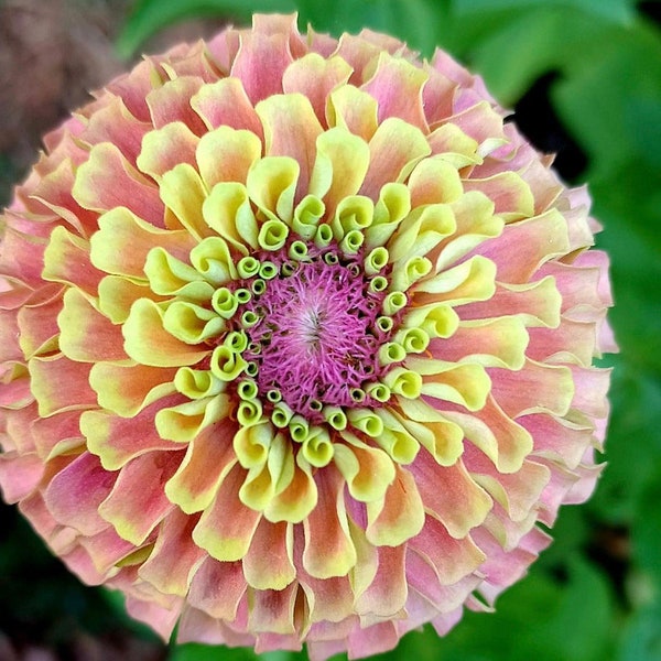 Rare Zinnia Seeds - Etsy