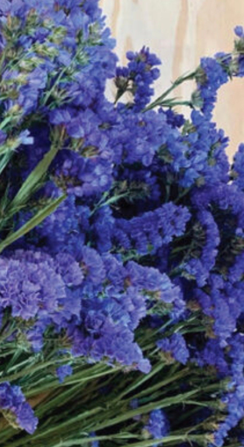 Statice Blue River Flower Seeds Limonium Sinuatum Heirloom USA - Etsy
