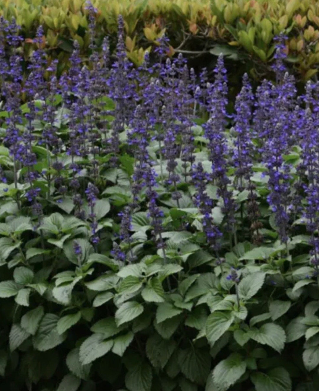 Salvia Blue Queen Seeds USA Flower Seeds Heirloom NJ Grower - Etsy