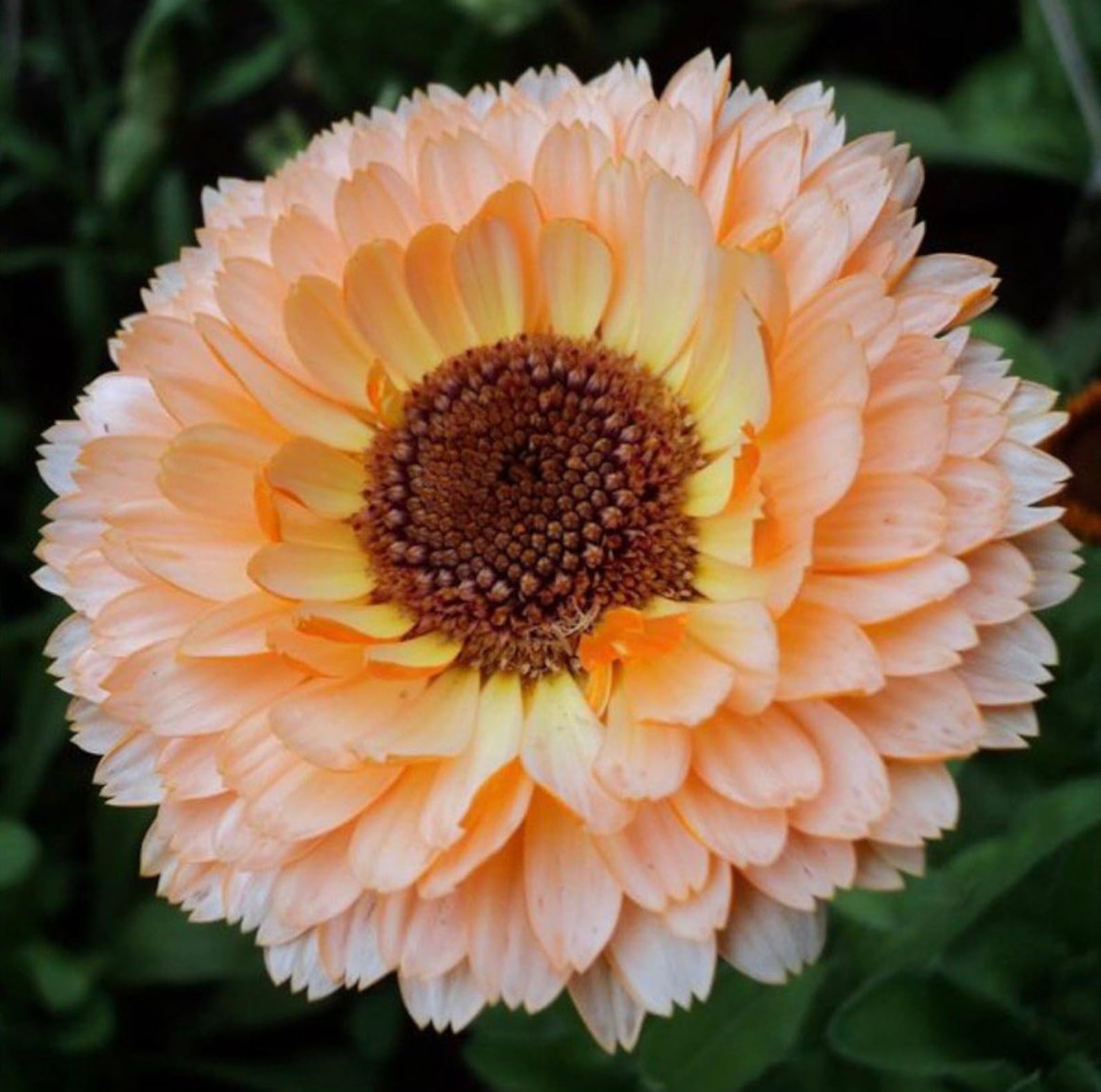Calendula Pink Suprise Flower Seeds Heirloom Flower NJ Grower Free ...