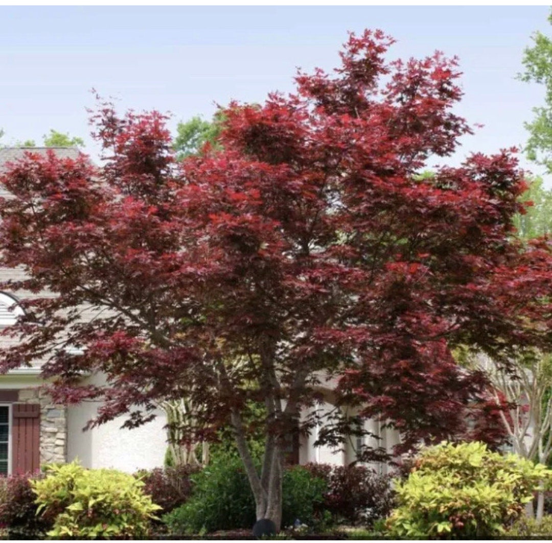 Tree Japanese Bloodgood Maple 30 Seeds NJ USA River Oat Chasmanthium ...