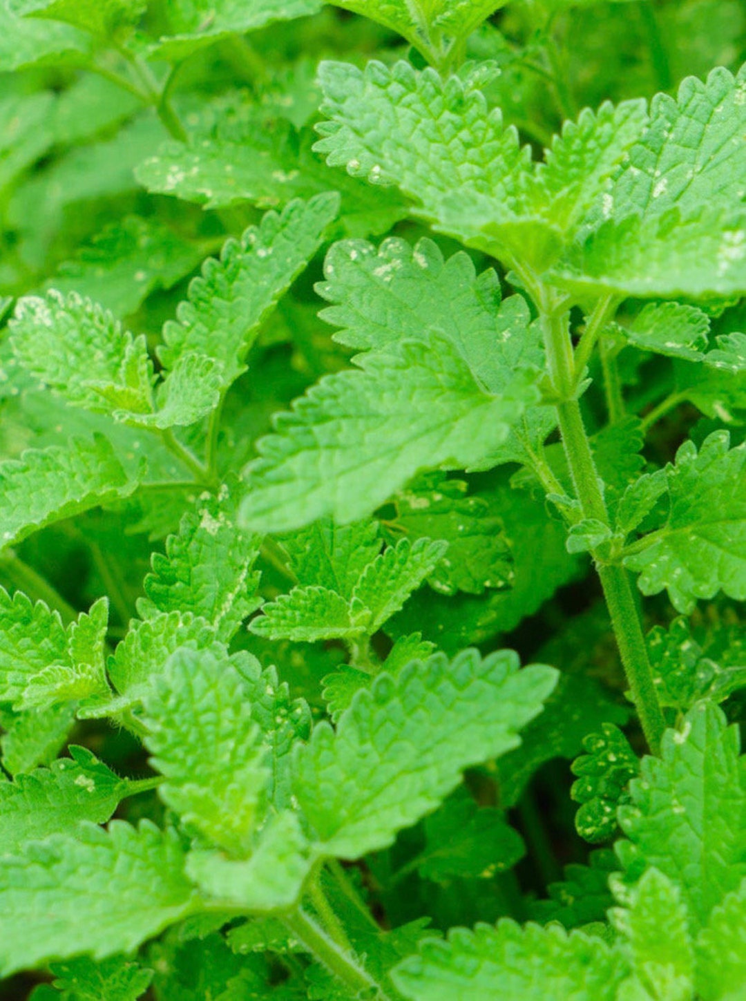 Catnip Herb Seeds Heirloom USA NJ Grower Free Shipping - Etsy